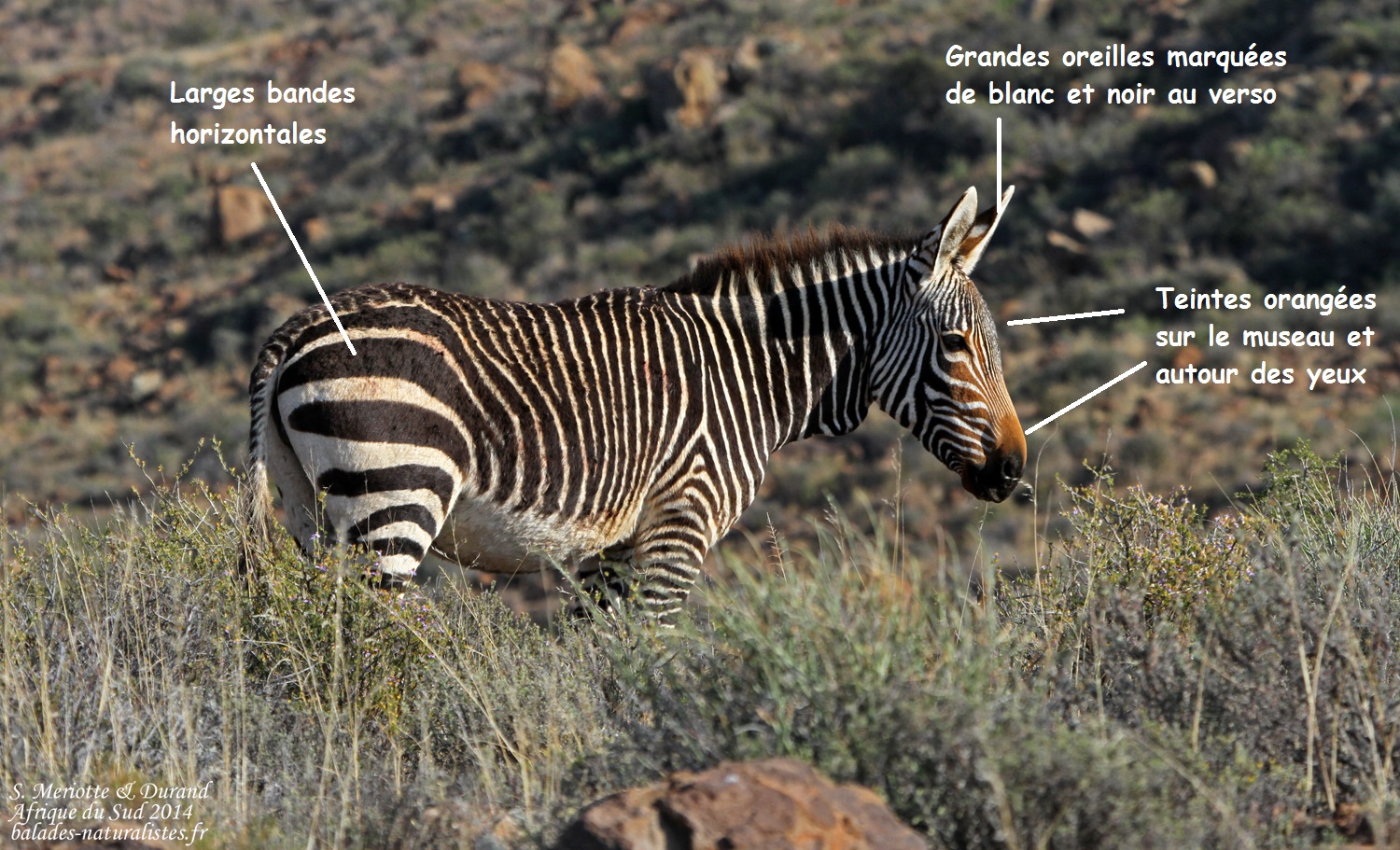 Distinguer les zèbres d'Afrique du Sud - Balades naturalistes