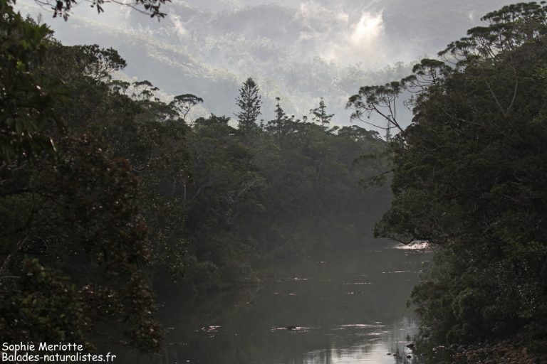 Le Kagou huppé - Balades naturalistes