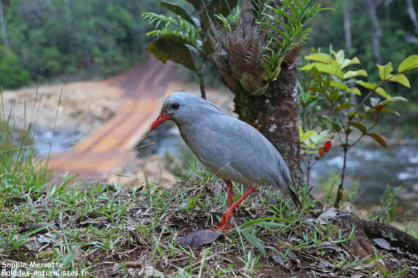 Le Kagou huppé - Balades naturalistes