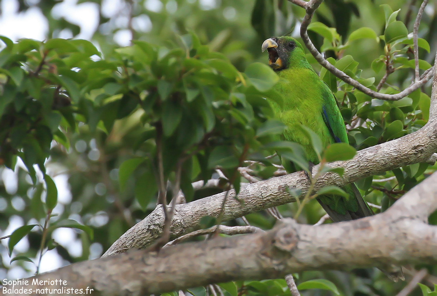 Perruche d'Ouvéa - Ouvea Parakeet - Eunymphicus uvaeensis - Balades ...