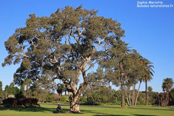 Centennial Parklands Sydney - Balades naturalistes