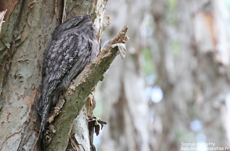 Centennial Parklands Sydney - Balades naturalistes