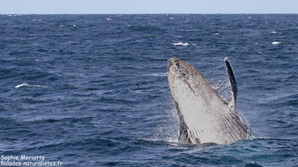Observer les baleines à Mooloolaba - Balades naturalistes