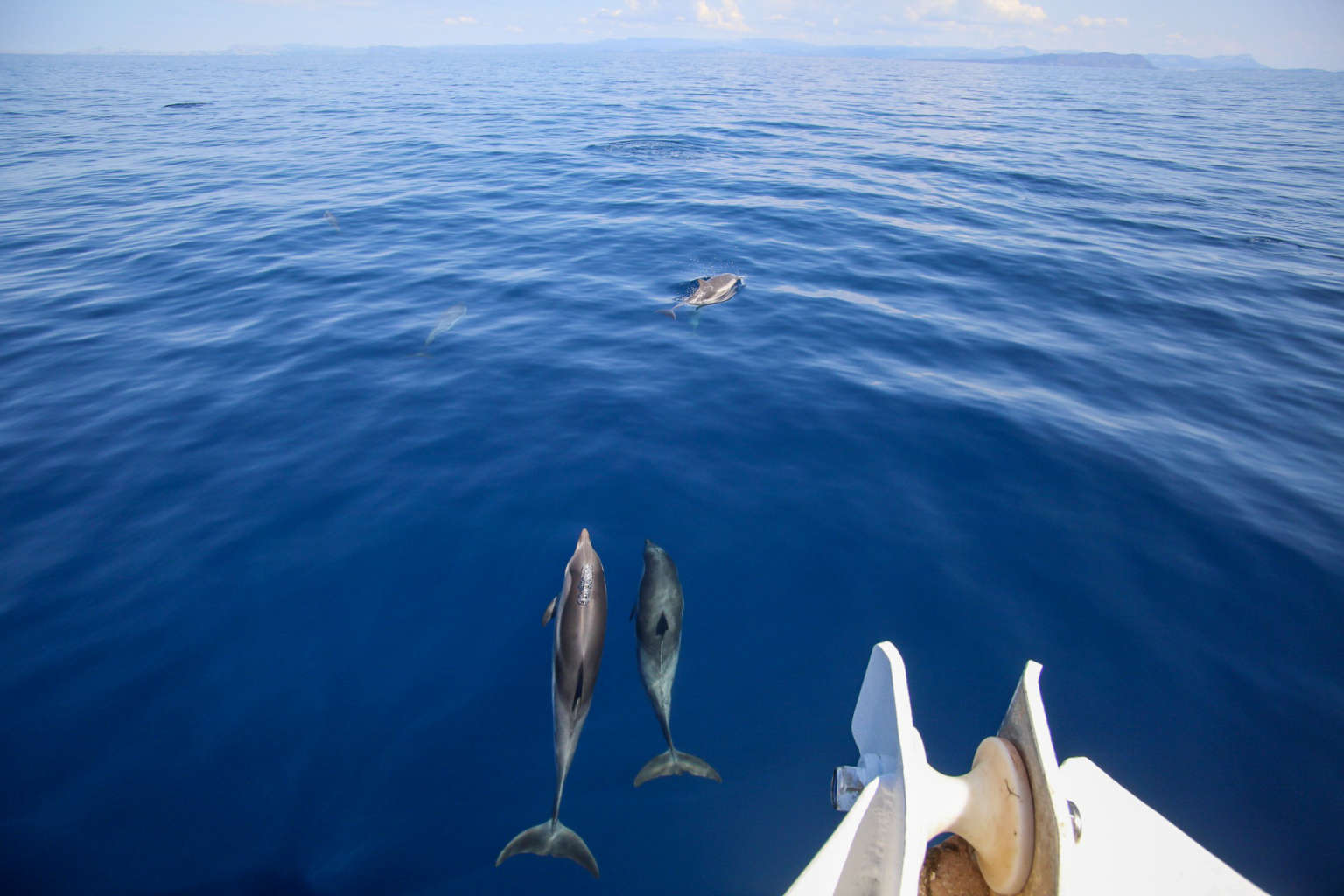 Comment voir des baleines et des dauphins en Méditerranée