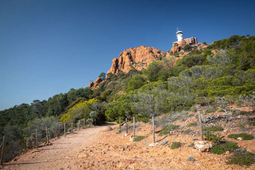 Une randonnée incontournable sur le Cap Dramont - Balades naturalistes