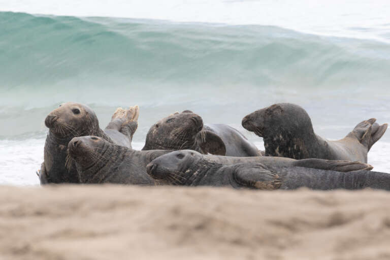 Où voir les phoques en Bretagne - Balades naturalistes
